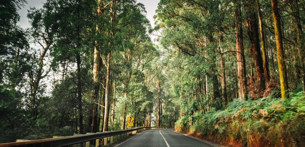 Rainforest in Australia - 7 Rainforests You Must Visit | AATW