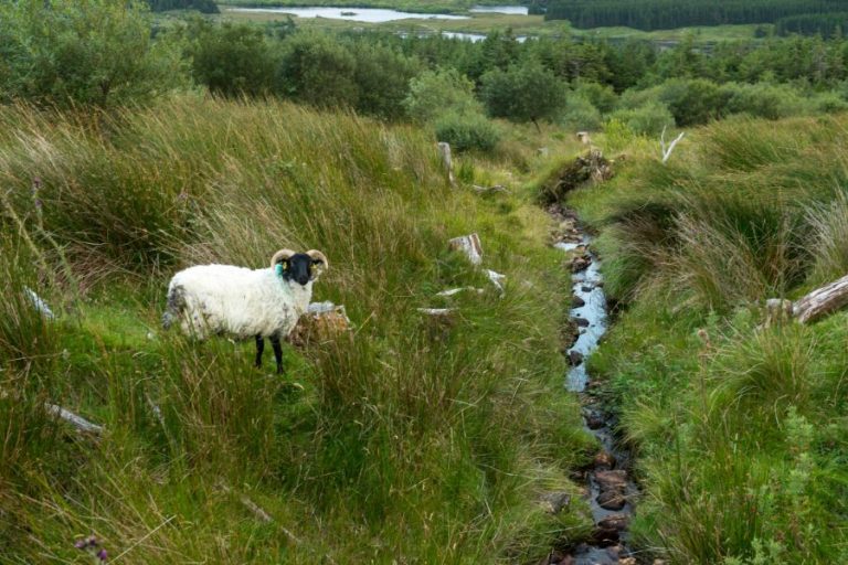 The 6 Absolutely Stunning National Parks In Ireland - Always Around The ...