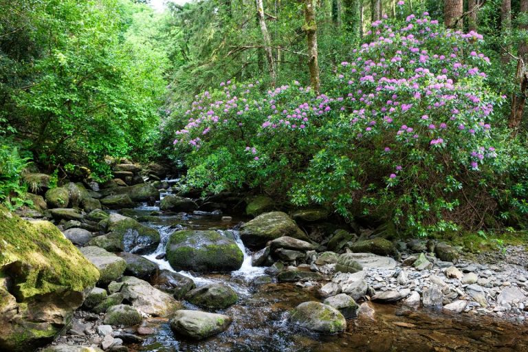 Best Hikes in Ireland: Top 15 Unforgettable Trails & Walks